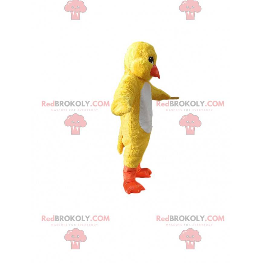 Mascota de pollito amarillo. Disfraz de pollito